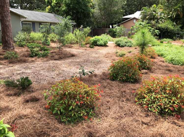 Ten Principles for Sustainable Native Landscaping — Florida Native ...