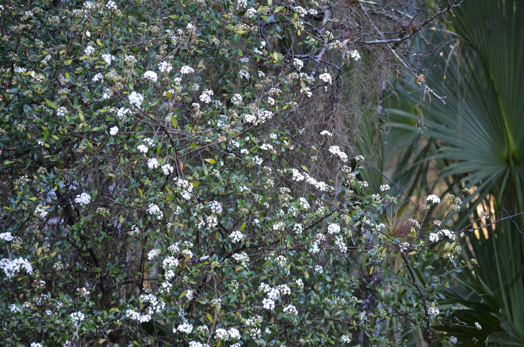 Native Shrubs — Florida Native Plants Nursery & Landscaping
