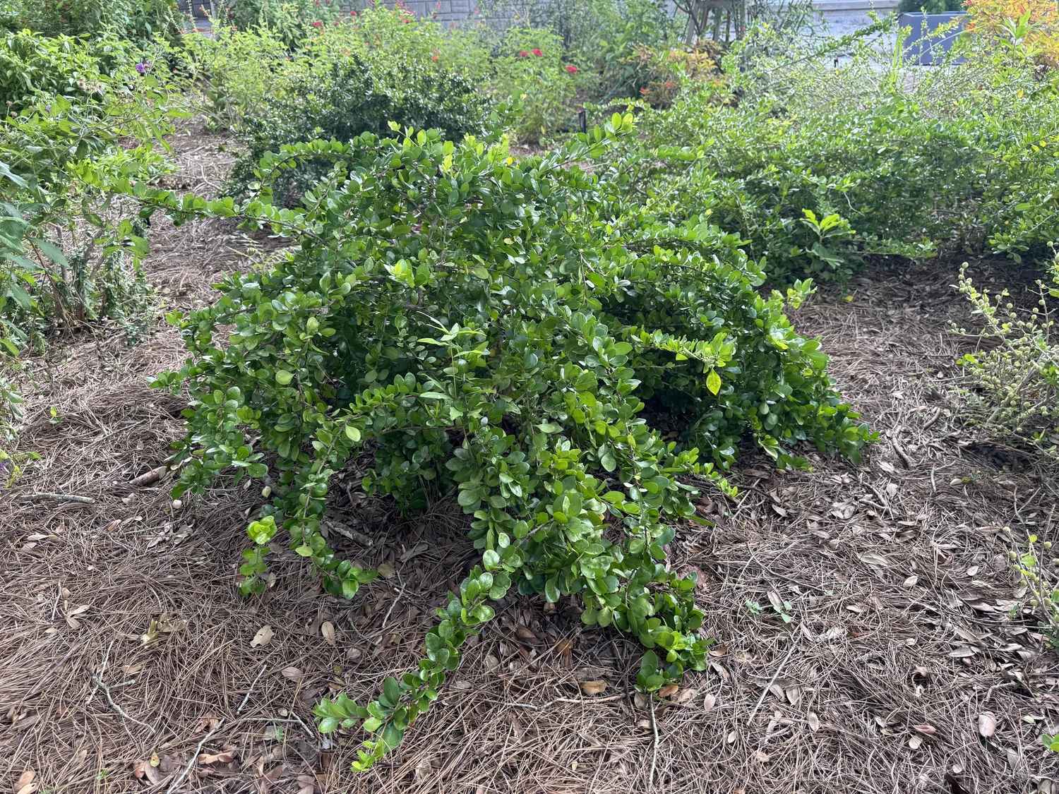 Native Plants Shop — Florida Native Plants Nursery & Landscaping