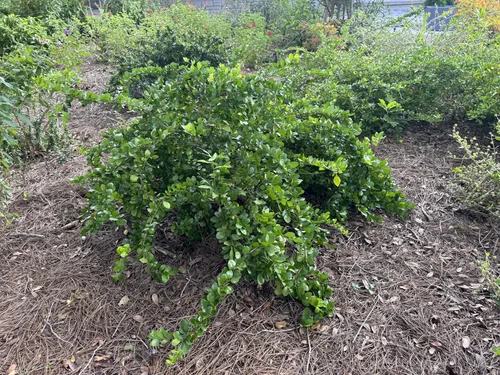 Buttonsage Lantana involucrata — Florida Native Plants Nursery ...