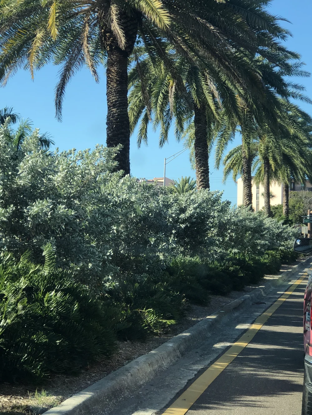 Green Buttonwood - Conocarpus erectus — Florida Native Plants Nursery ...