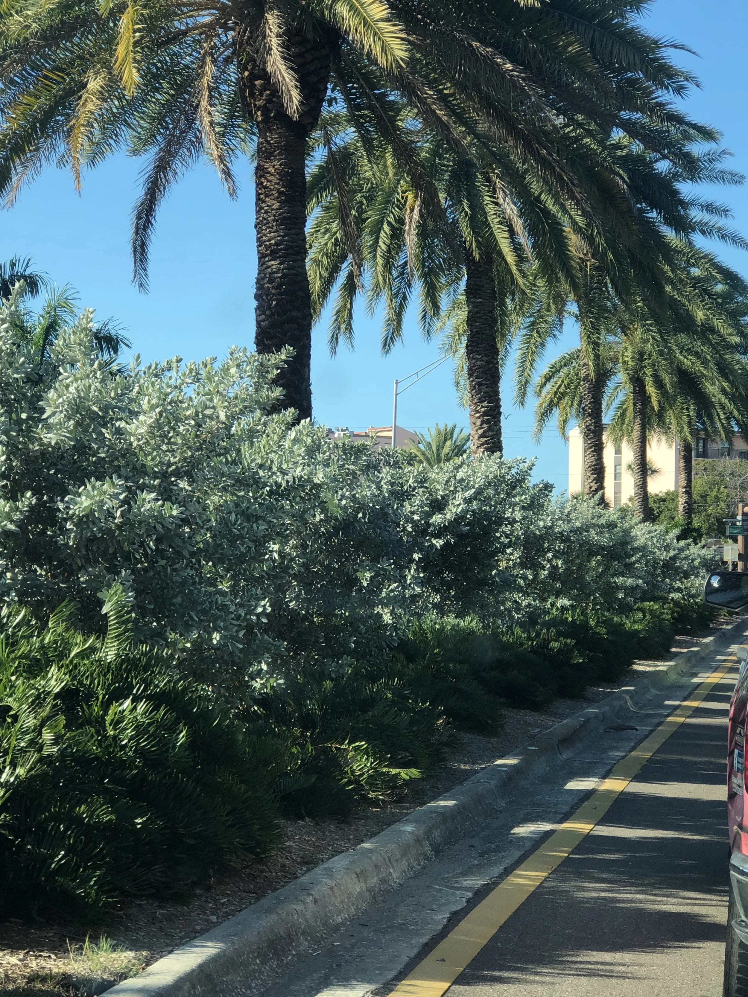 Grayleaf Teabush - Melochia tomentosa — Florida Native Plants Nursery ...