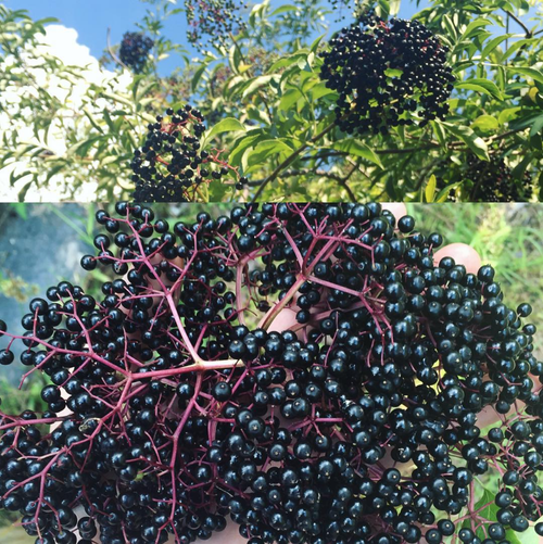 Green Buttonwood - Conocarpus erectus — Florida Native Plants Nursery ...