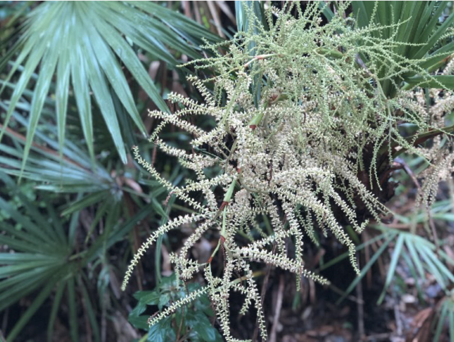 Plant for Pollinators — Florida Native Plants Nursery & Landscaping