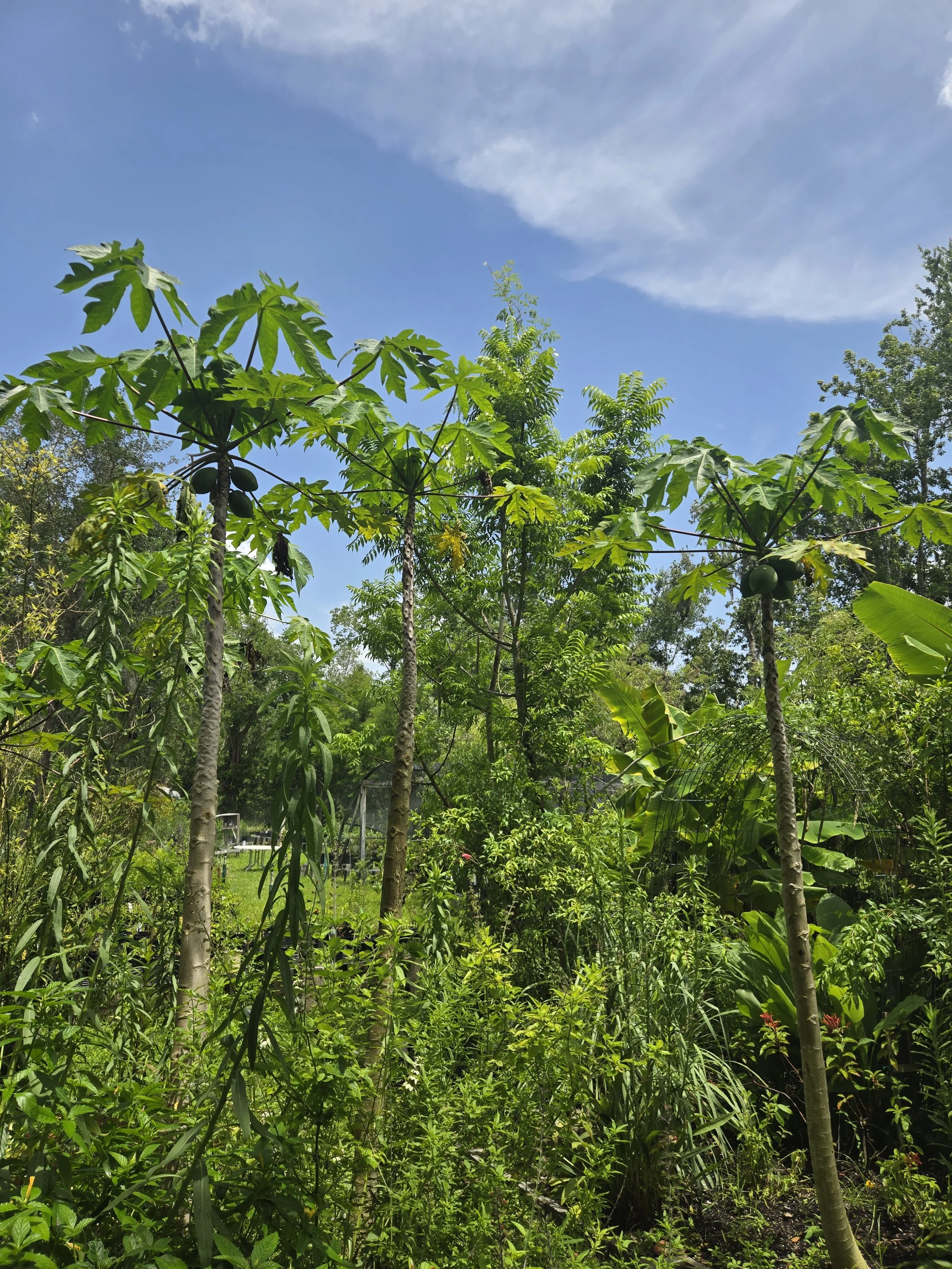 Southern Red Cedar, Juniperus virginiana silicoa — Florida Native ...