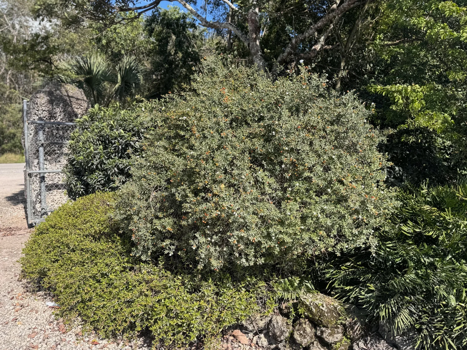 Dwarf Yaupon Holly, Ilex vomitoria 'Schillings Dwarf' — Florida Native ...