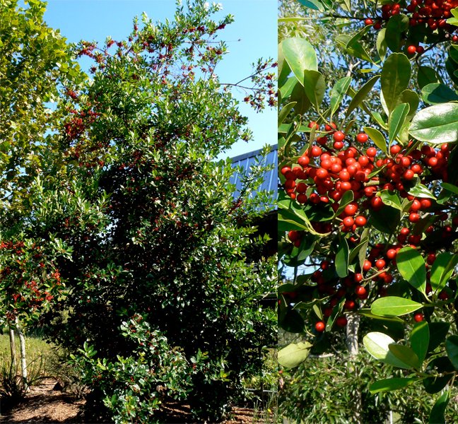 Native Shrubs — Florida Native Plants Nursery & Landscaping