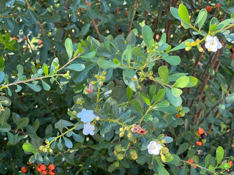 Horizontal Indigoberry Randia aculeata — Florida Native Plants Nursery ...