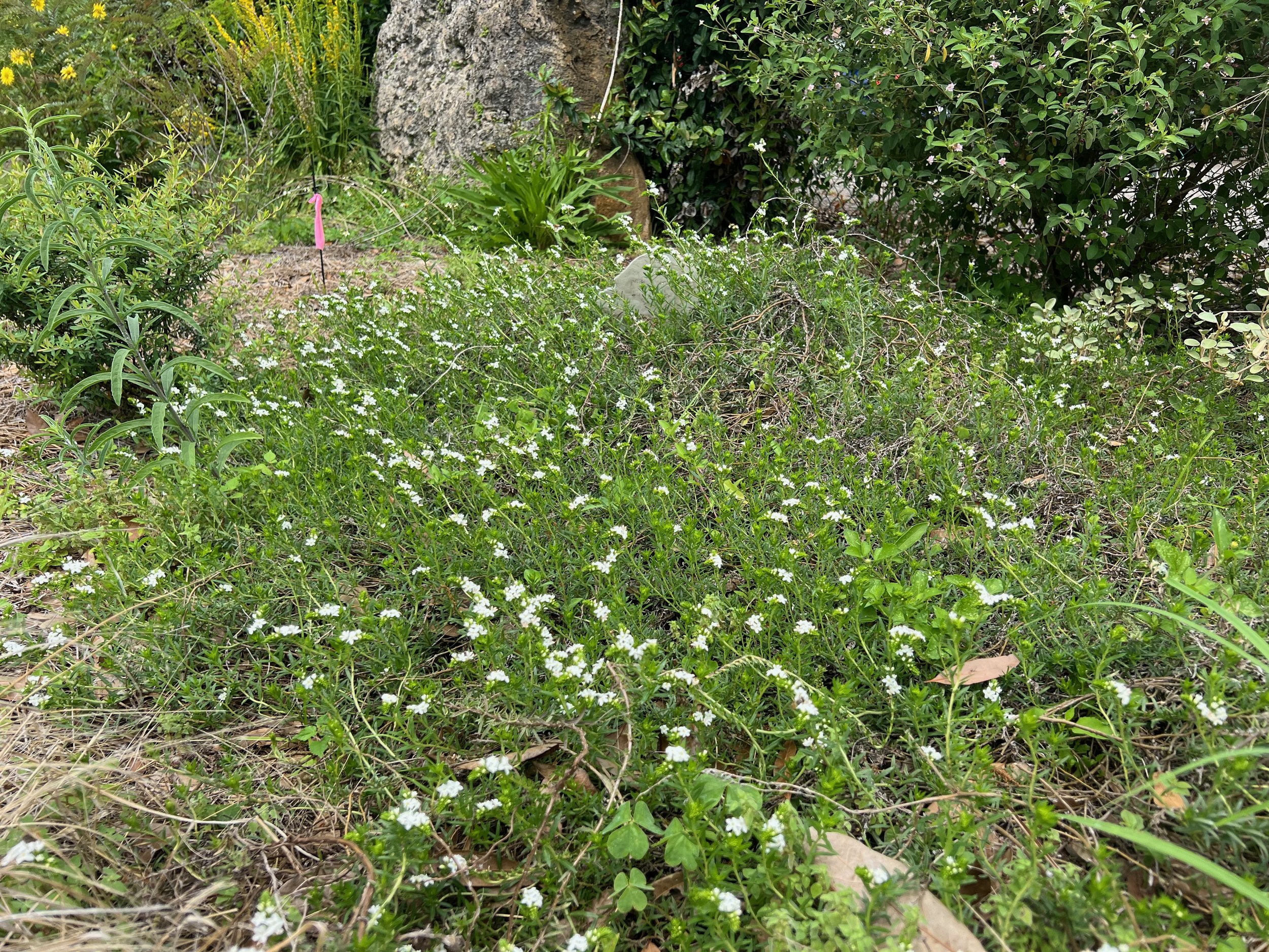 Beach Dune Sunflower - Helianthus debilis ‘vestitus’ — Florida Native ...