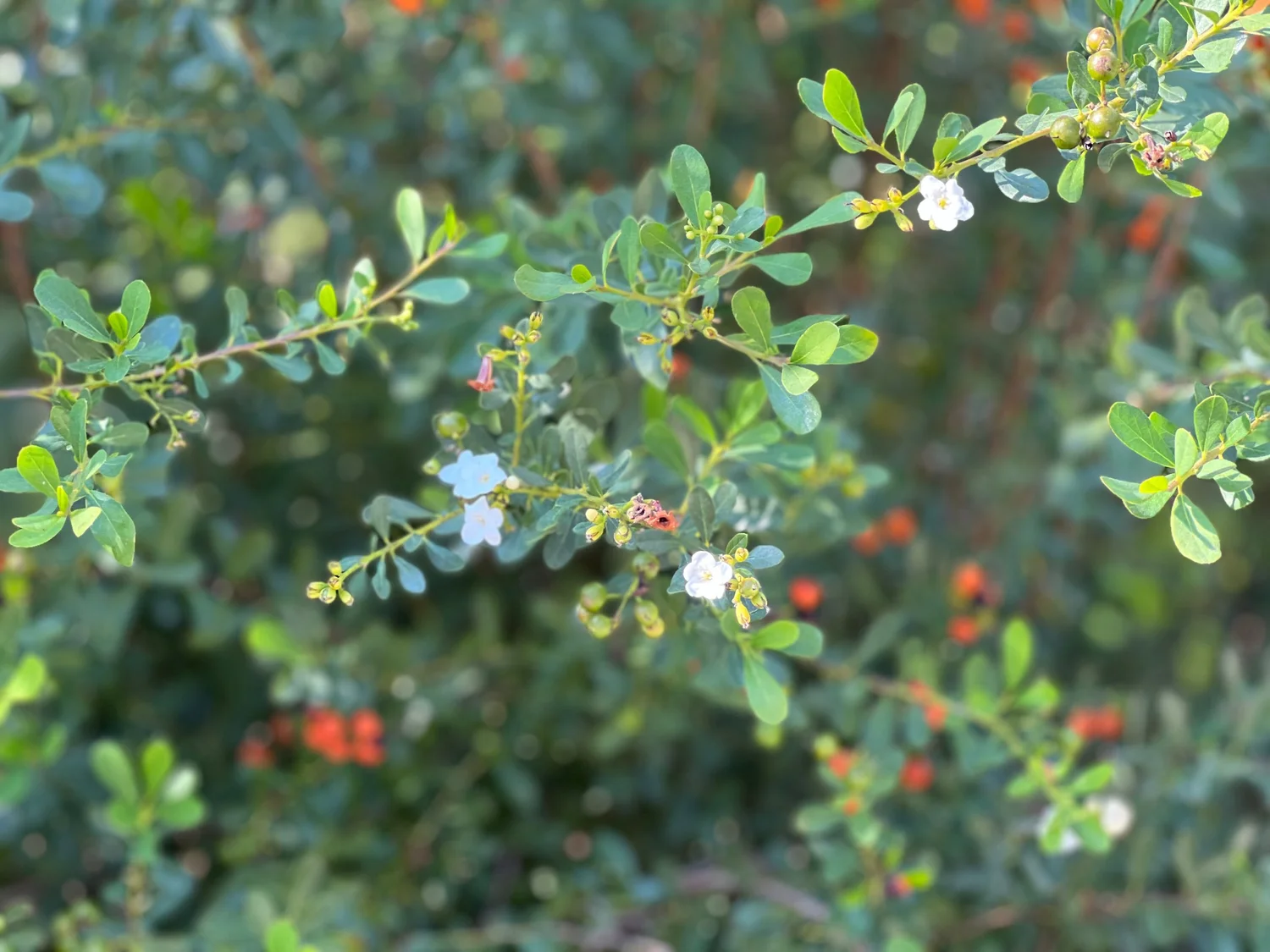 Sea Oxeye Daisy - Borrichia frutescens — Florida Native Plants Nursery ...