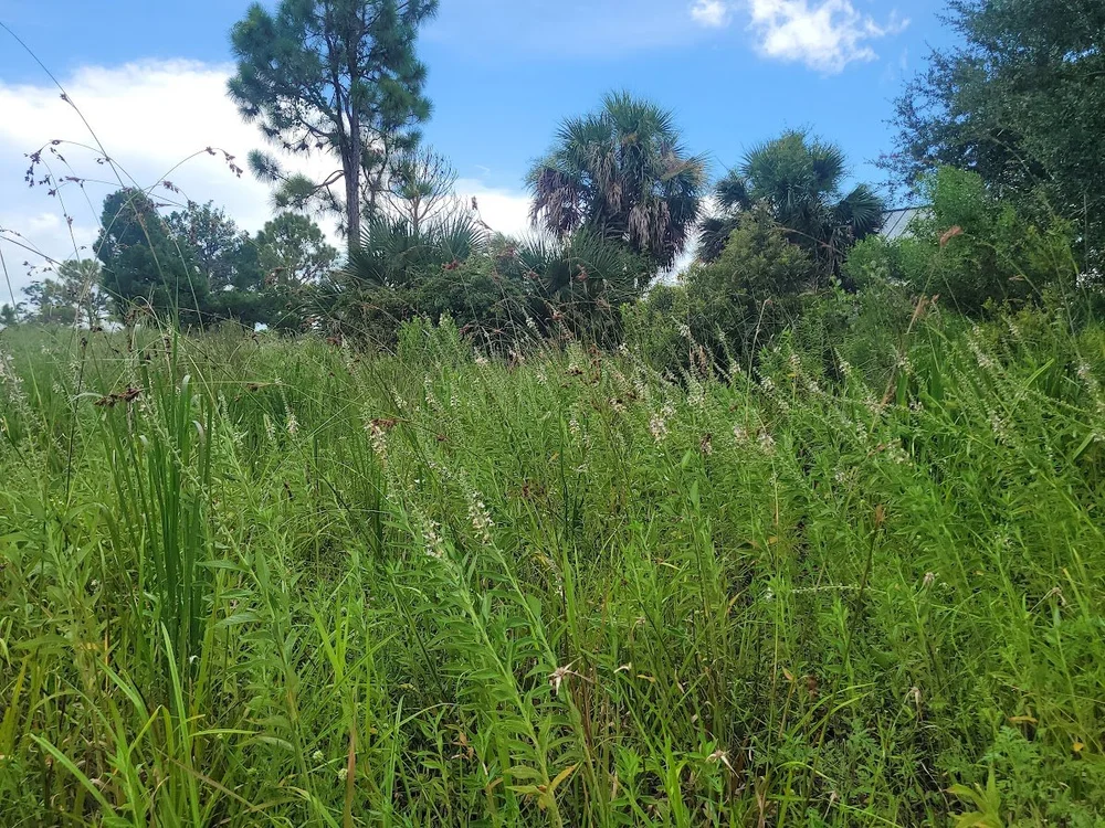 Orange Geiger, Cordia sebestena — Florida Native Plants Nursery ...