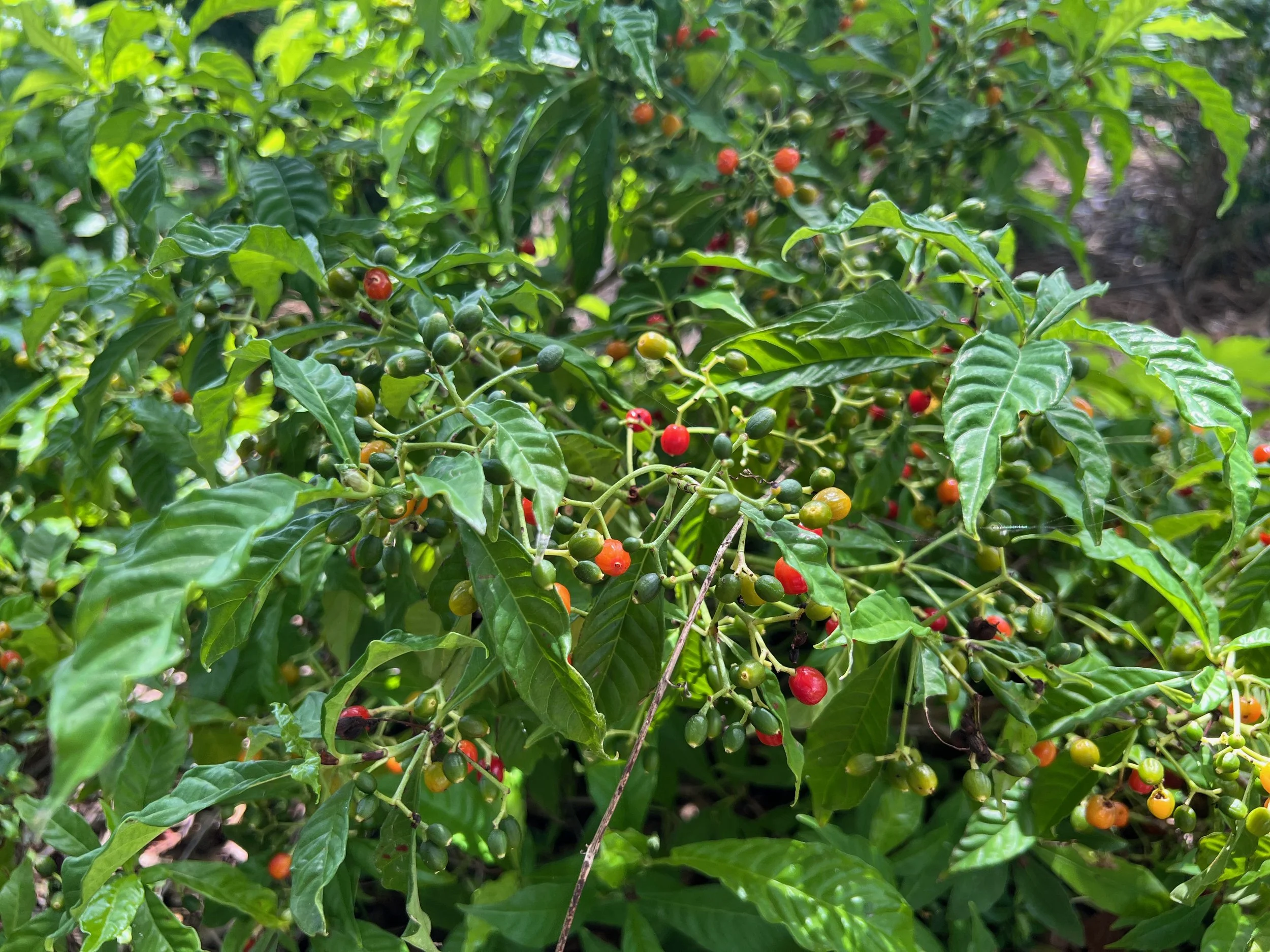 Simpson Stopper Myrcianthes fragrans — Florida Native Plants Nursery ...