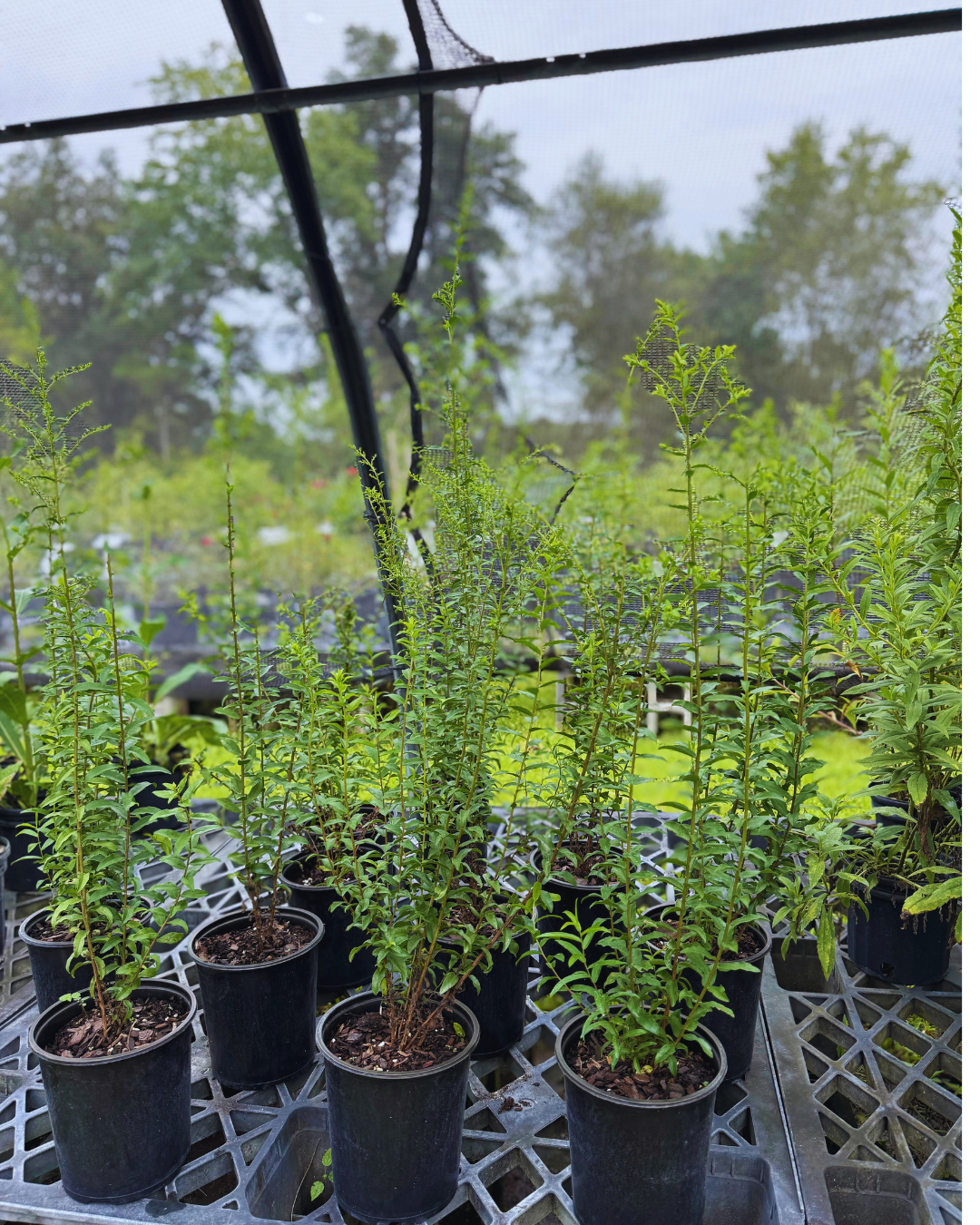 Frogfruit, Phyla nodiflora — Florida Native Plants Nursery & Landscaping
