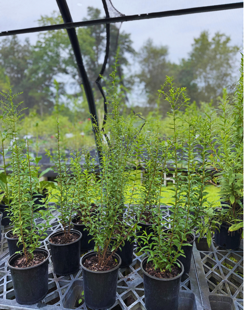 Calusa Firebush - Hamelia patens var. ‘Calusa’ — Florida Native Plants ...