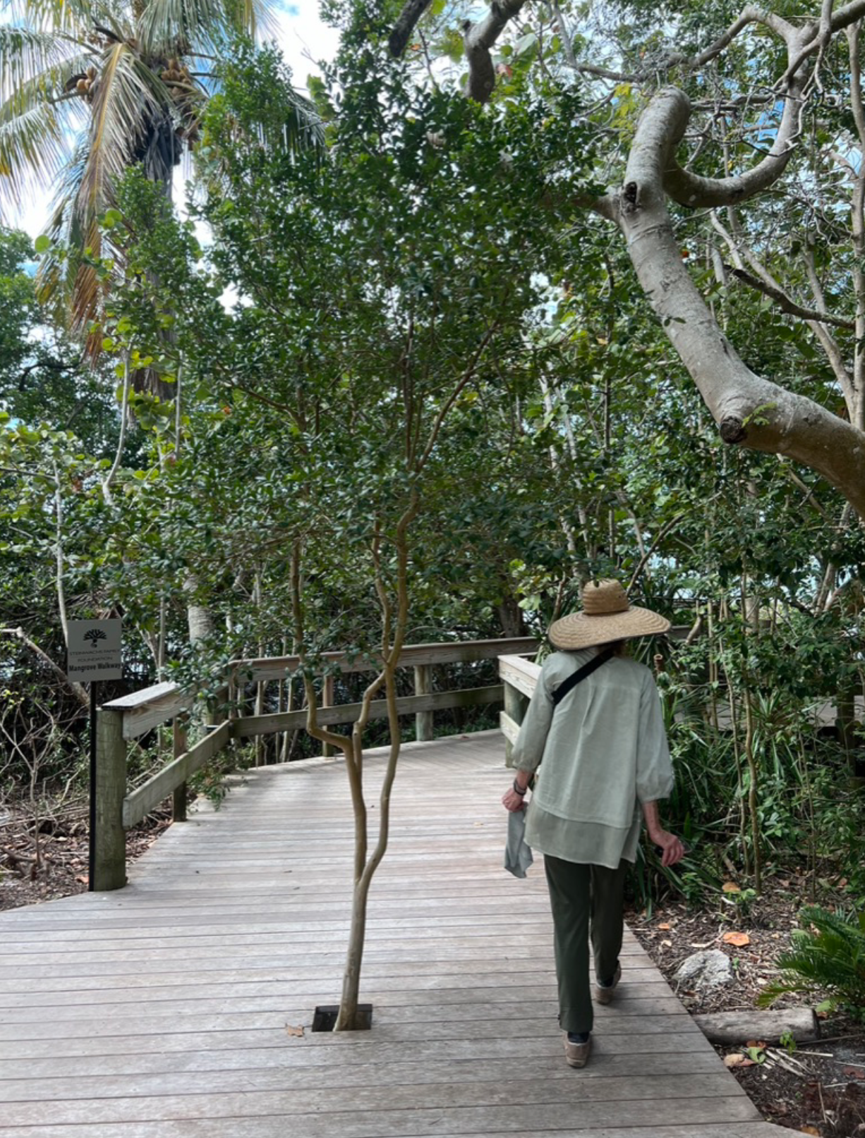 Silver Buttonwood - Conocarpus erectus var. sericeus — Florida Native ...