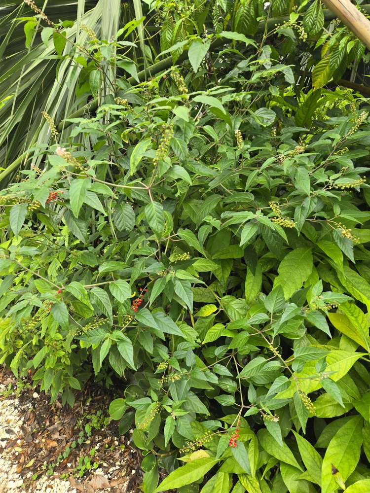 Dwarf Yaupon Holly, Ilex vomitoria 'Schillings Dwarf' — Florida Native ...