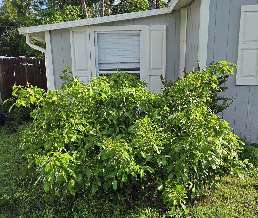 Green Buttonwood - Conocarpus erectus — Florida Native Plants Nursery & Landscaping