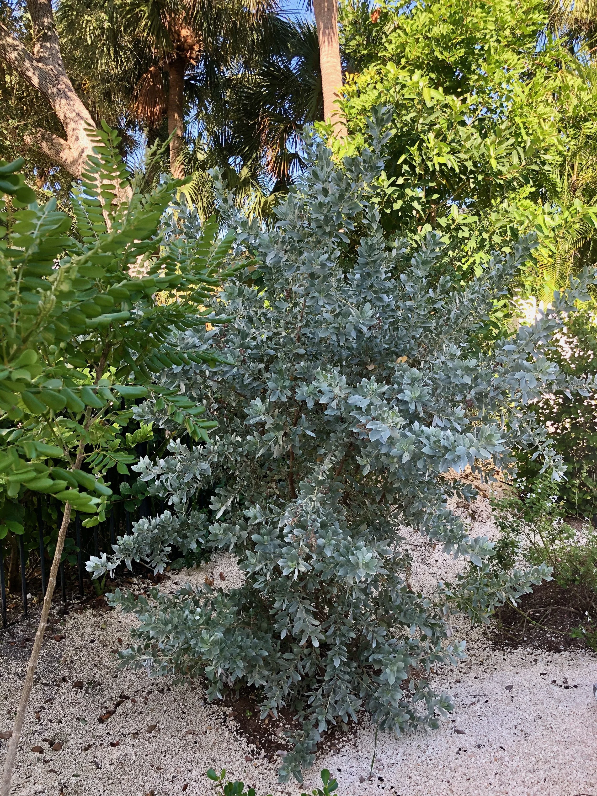 Horizontal Indigoberry Randia aculeata — Florida Native Plants Nursery ...