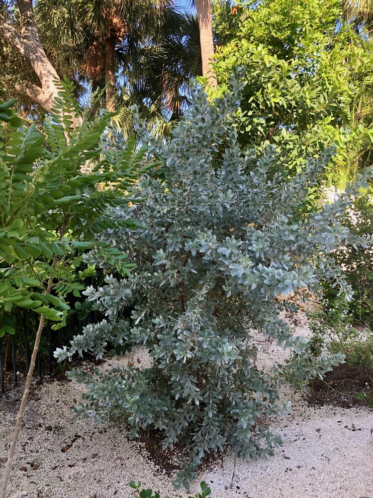 Dahoon Holly Ilex cassine — Florida Native Plants Nursery & Landscaping