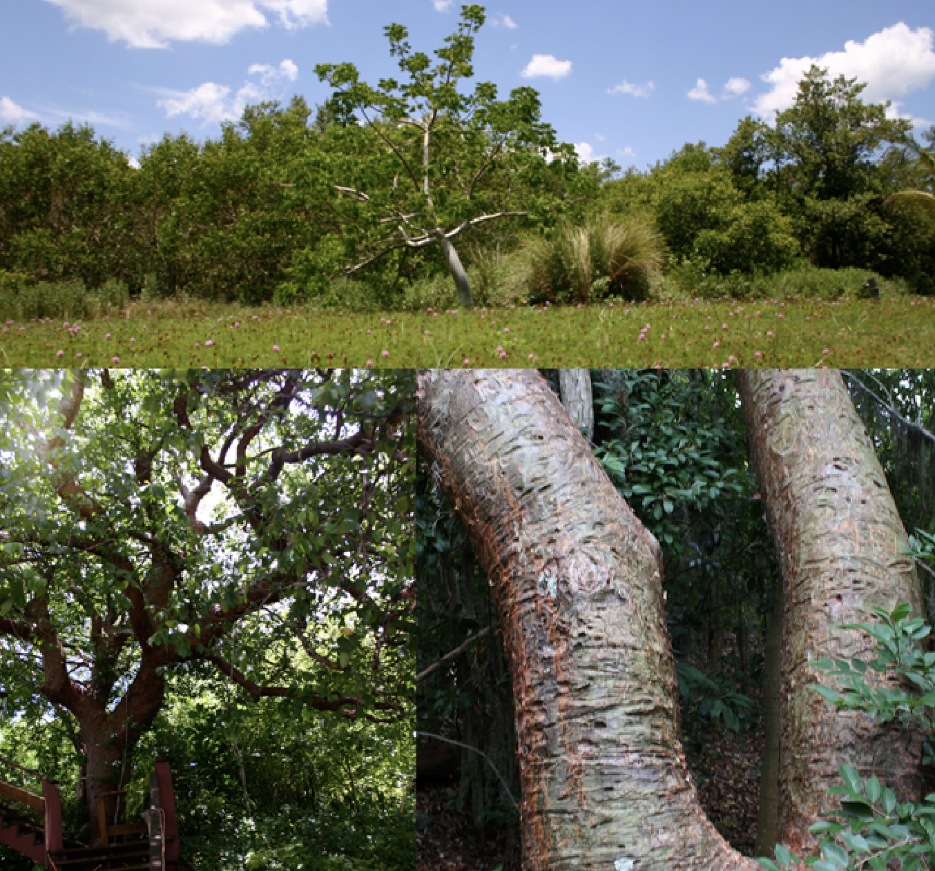 Native Plants Shop — Florida Native Plants Nursery & Landscaping