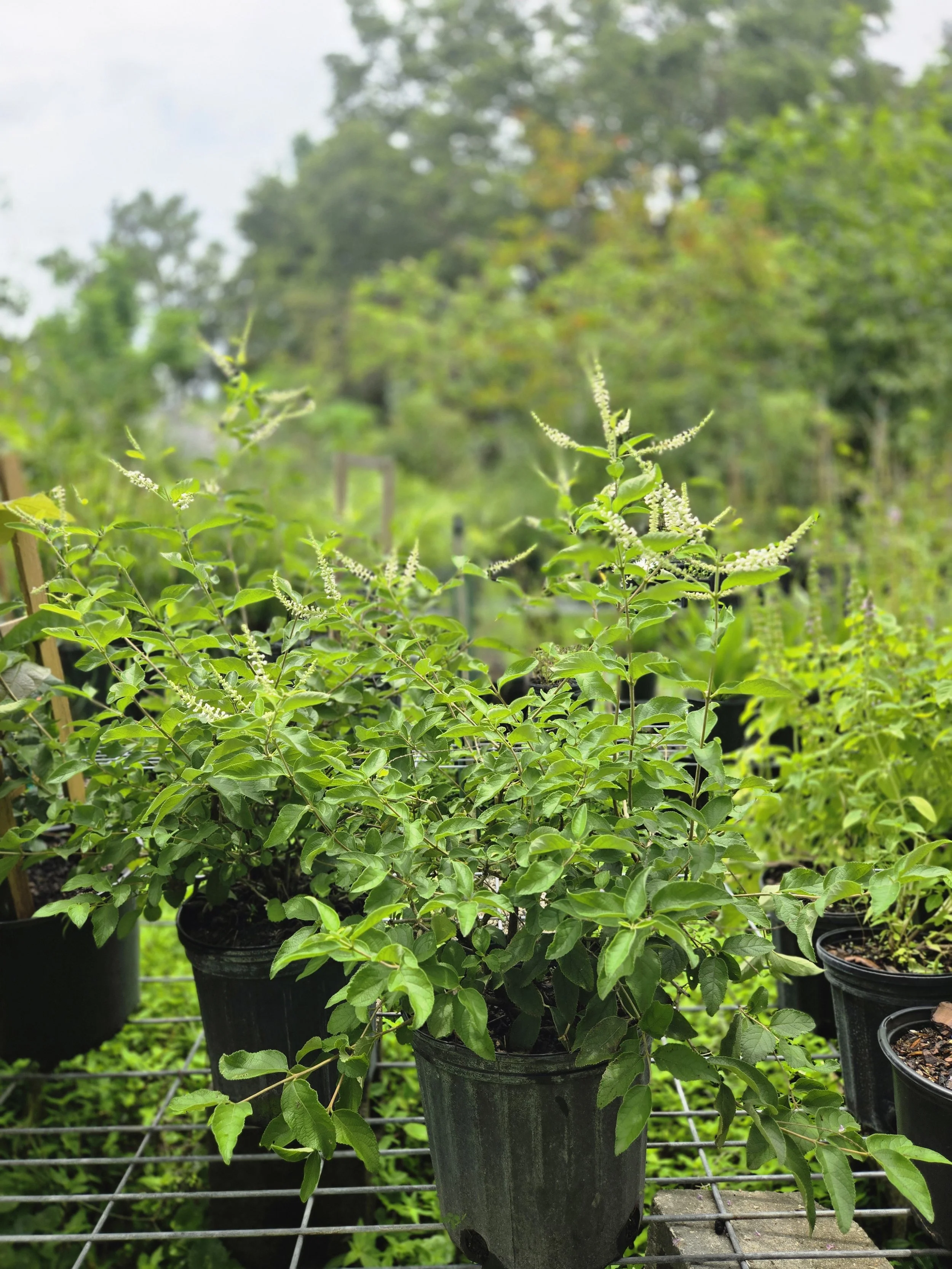 Dwarf Red Porterweed — Florida Native Plants Nursery & Landscaping