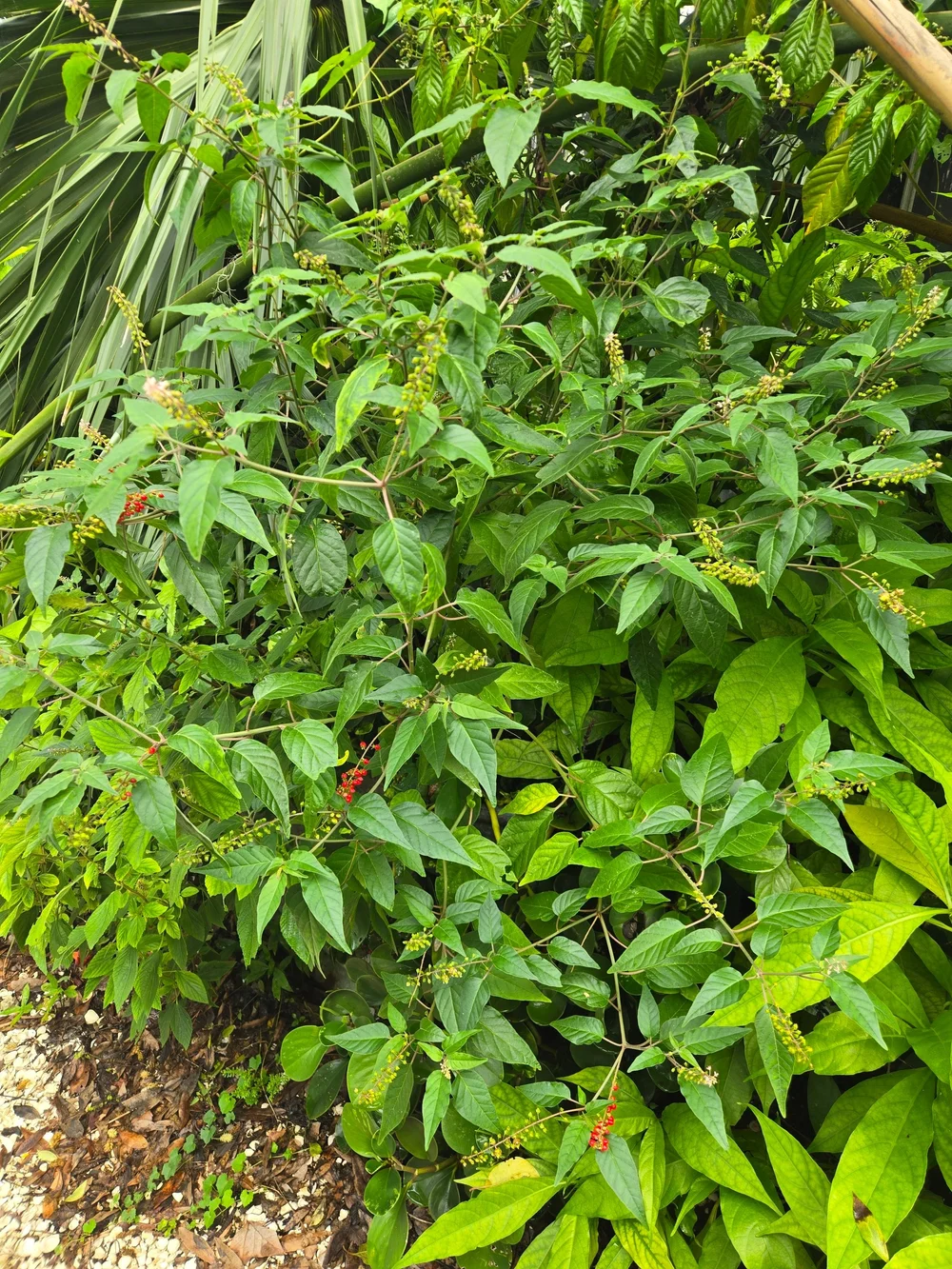 Calusa Firebush - Hamelia patens var. ‘Calusa’ — Florida Native Plants ...