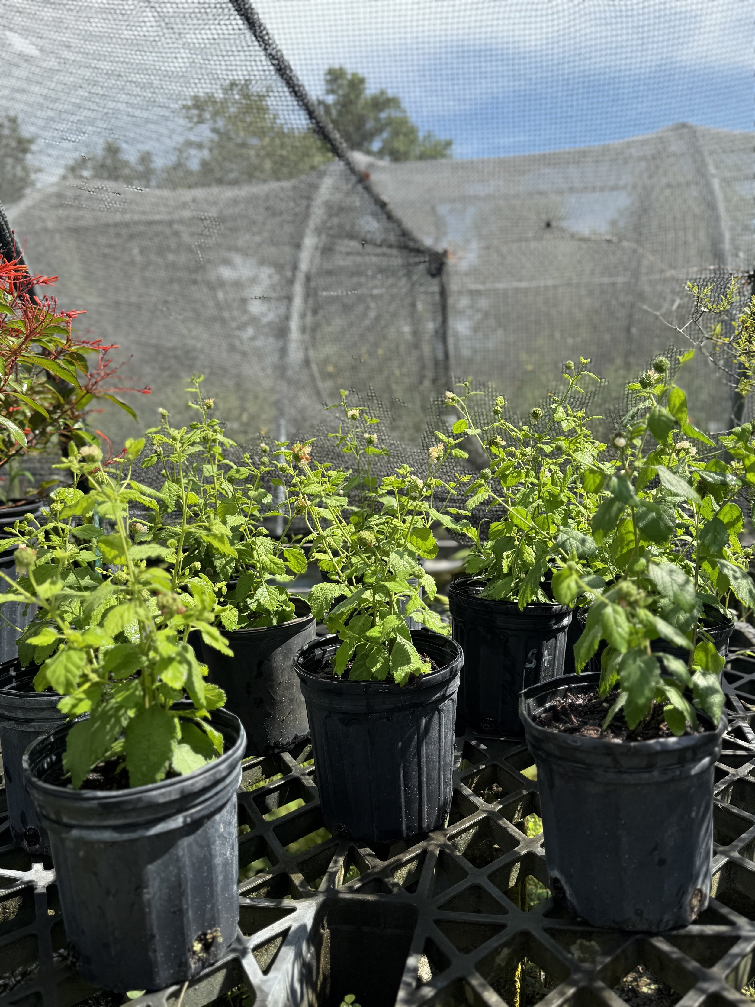 Spanish Stopper Eugenia foetida — Florida Native Plants Nursery ...