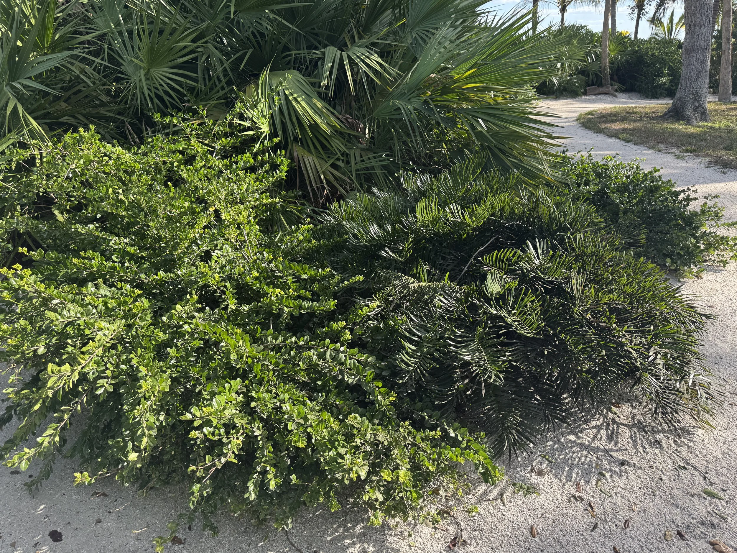 Dahoon Holly Ilex cassine — Florida Native Plants Nursery & Landscaping