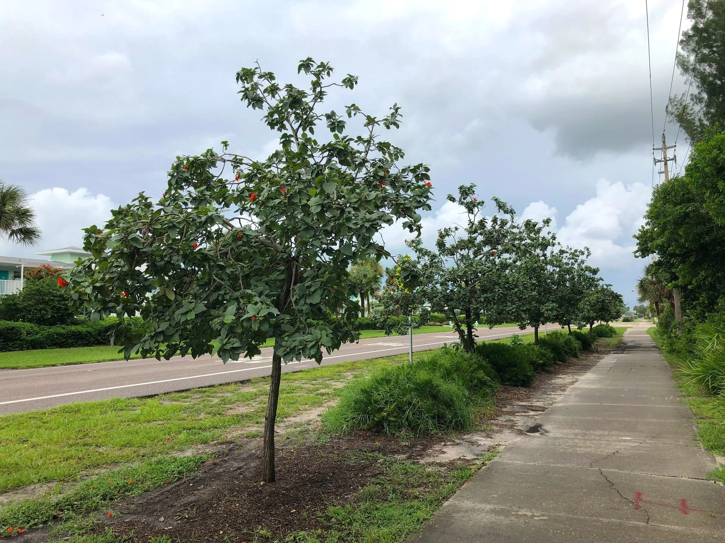 Jatropha, Jatropha integerrima — Florida Native Plants Nursery ...