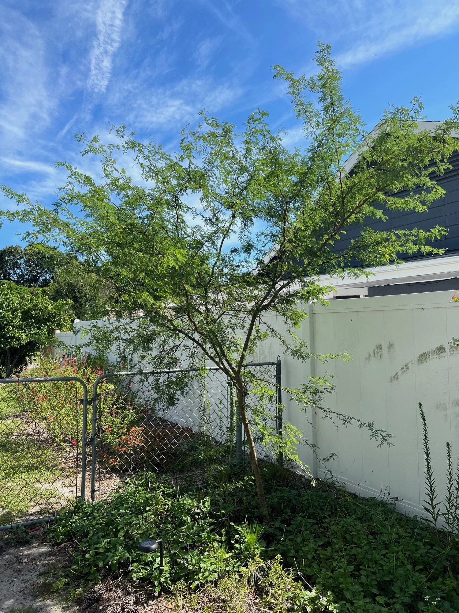 Florida Privet Forestiera segregata — Florida Native Plants Nursery ...