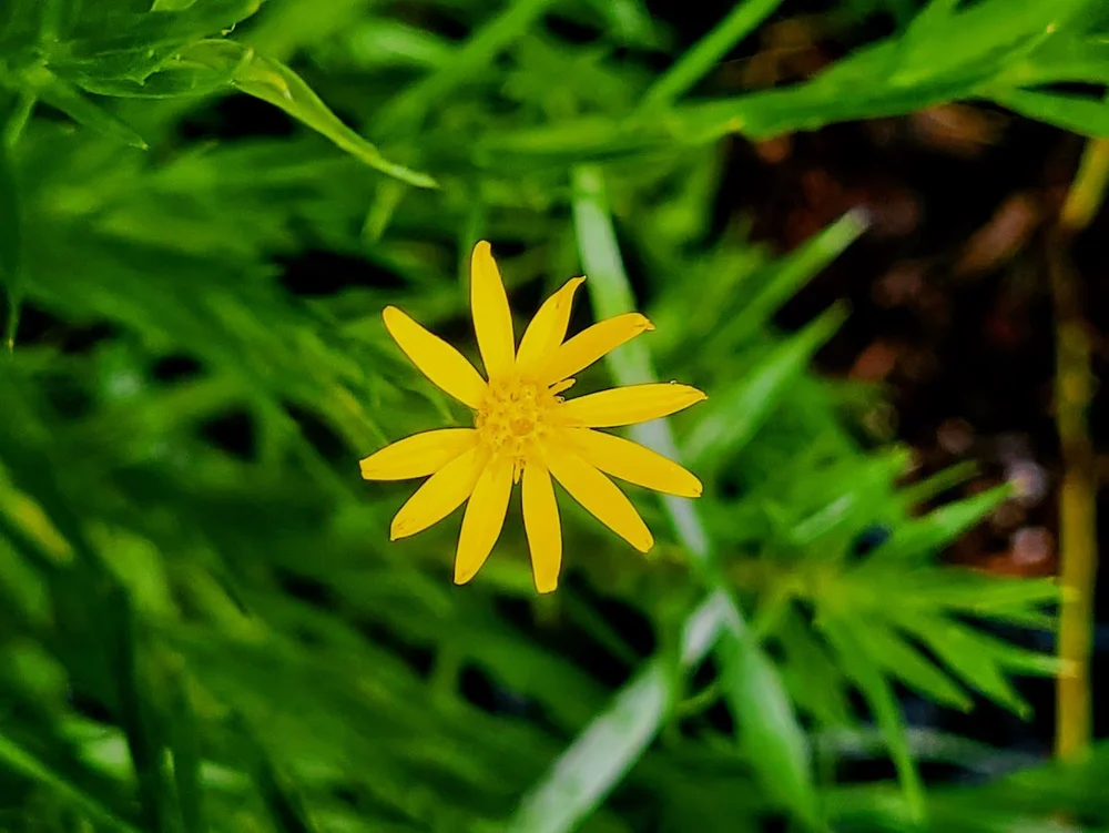 Prostrate Blue Porterweed — Florida Native Plants Nursery & Landscaping