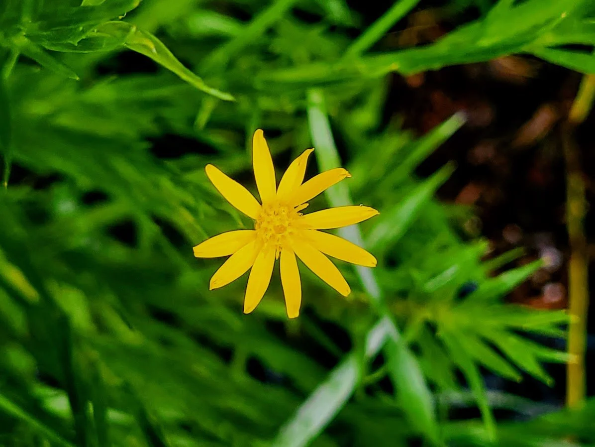 Prostrate Blue Porterweed — Florida Native Plants Nursery & Landscaping