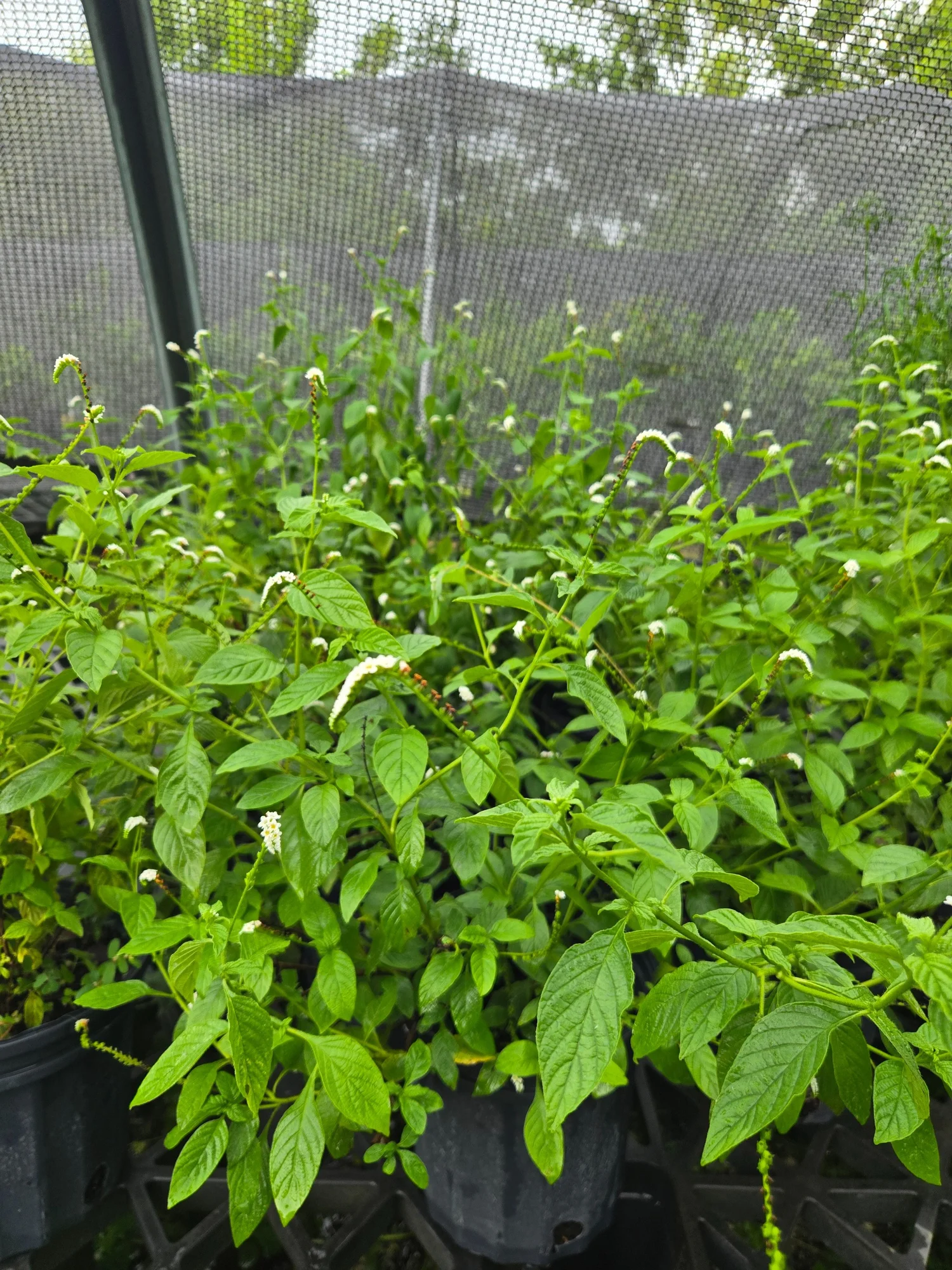 Native Plants Shop — Florida Native Plants Nursery & Landscaping