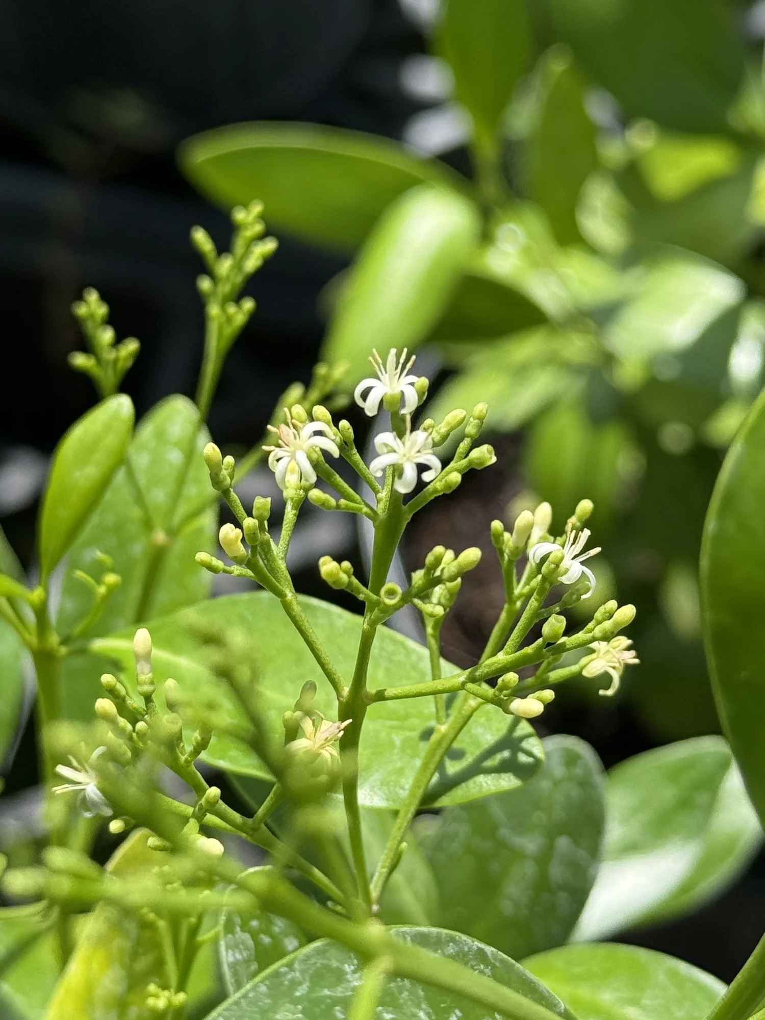 Green Buttonwood - Conocarpus erectus — Florida Native Plants Nursery ...