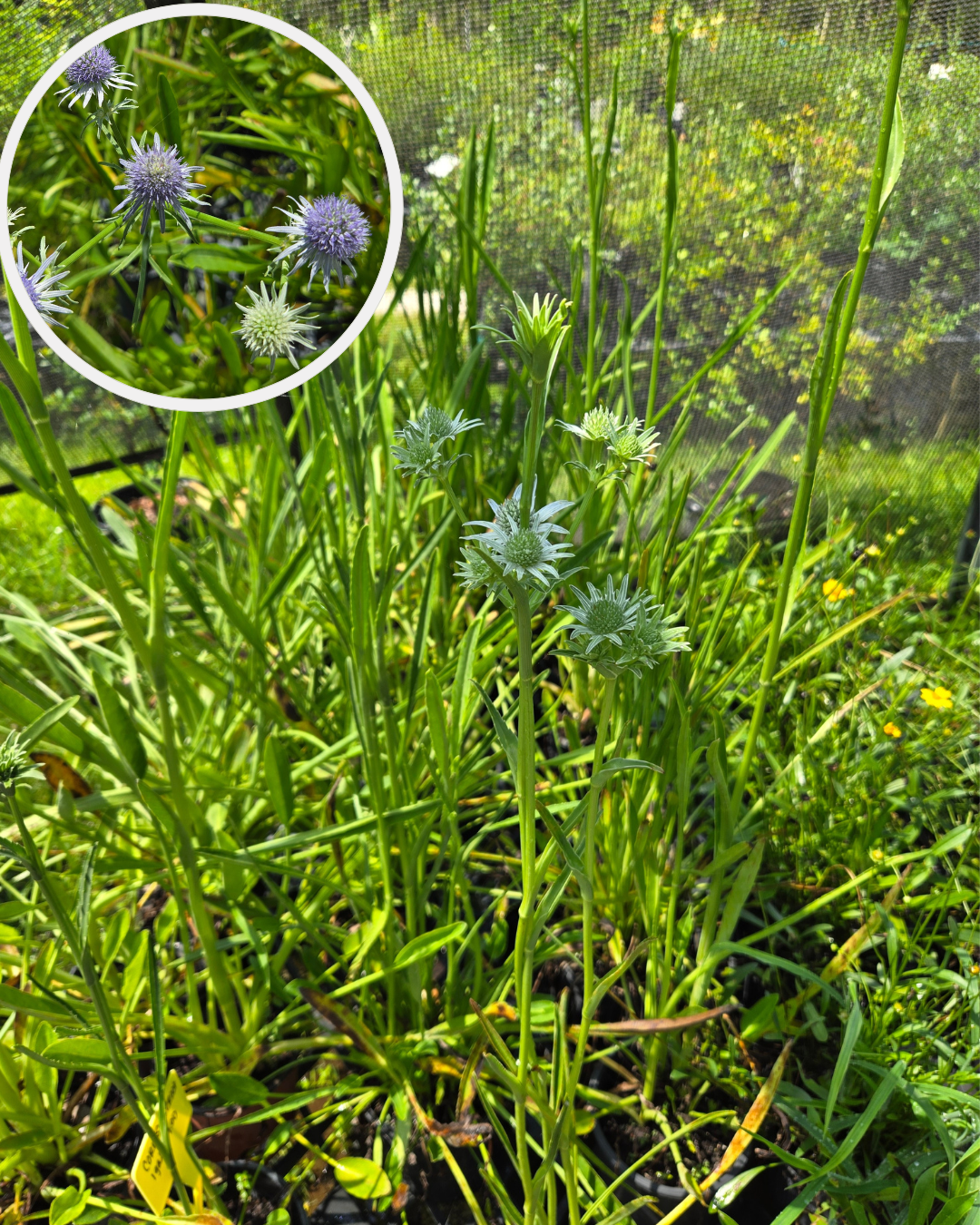 Prostrate Blue Porterweed — Florida Native Plants Nursery & Landscaping