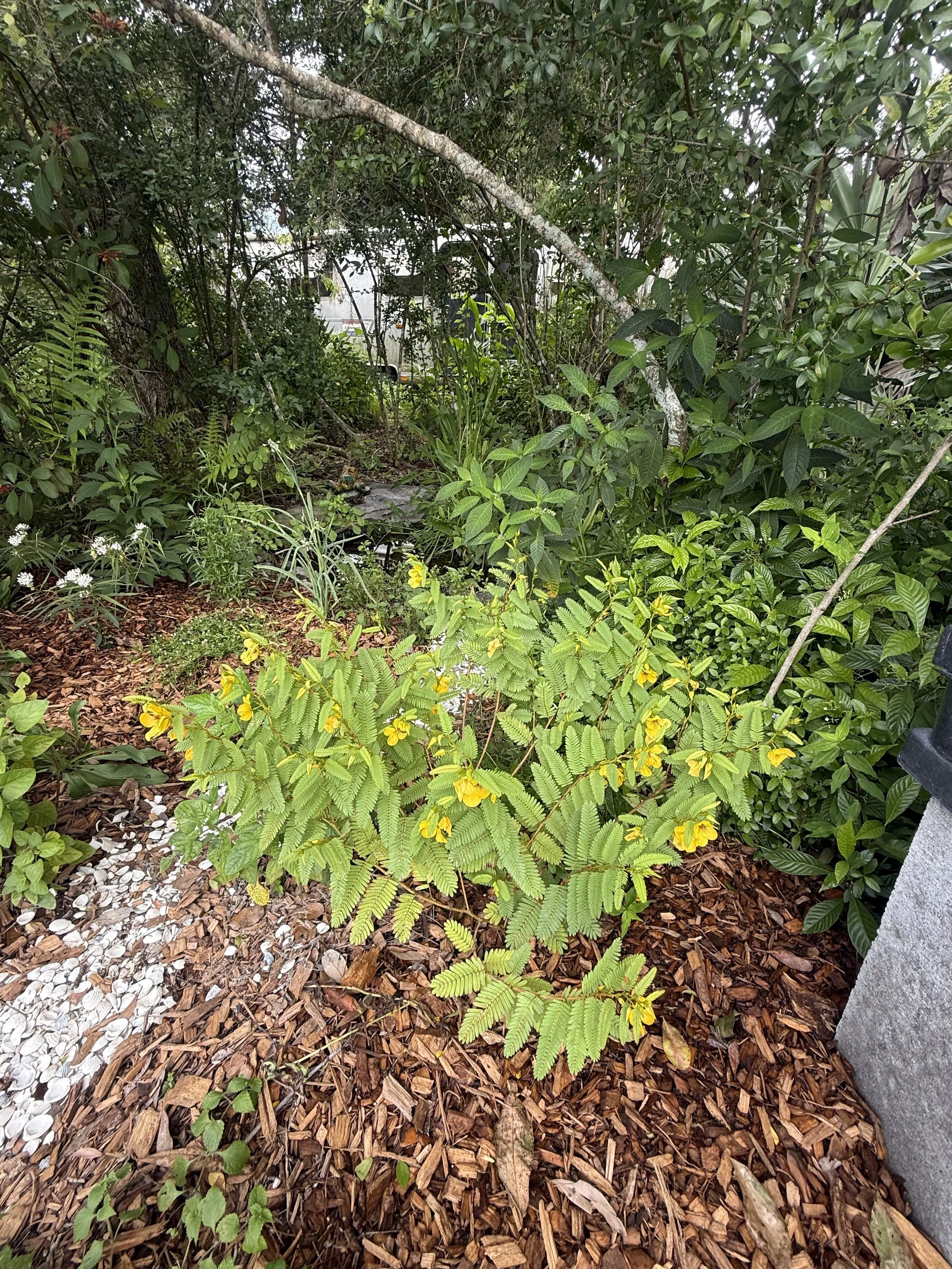 Prostrate Blue Porterweed Stachytarpheta jamaicensis — Florida Native ...