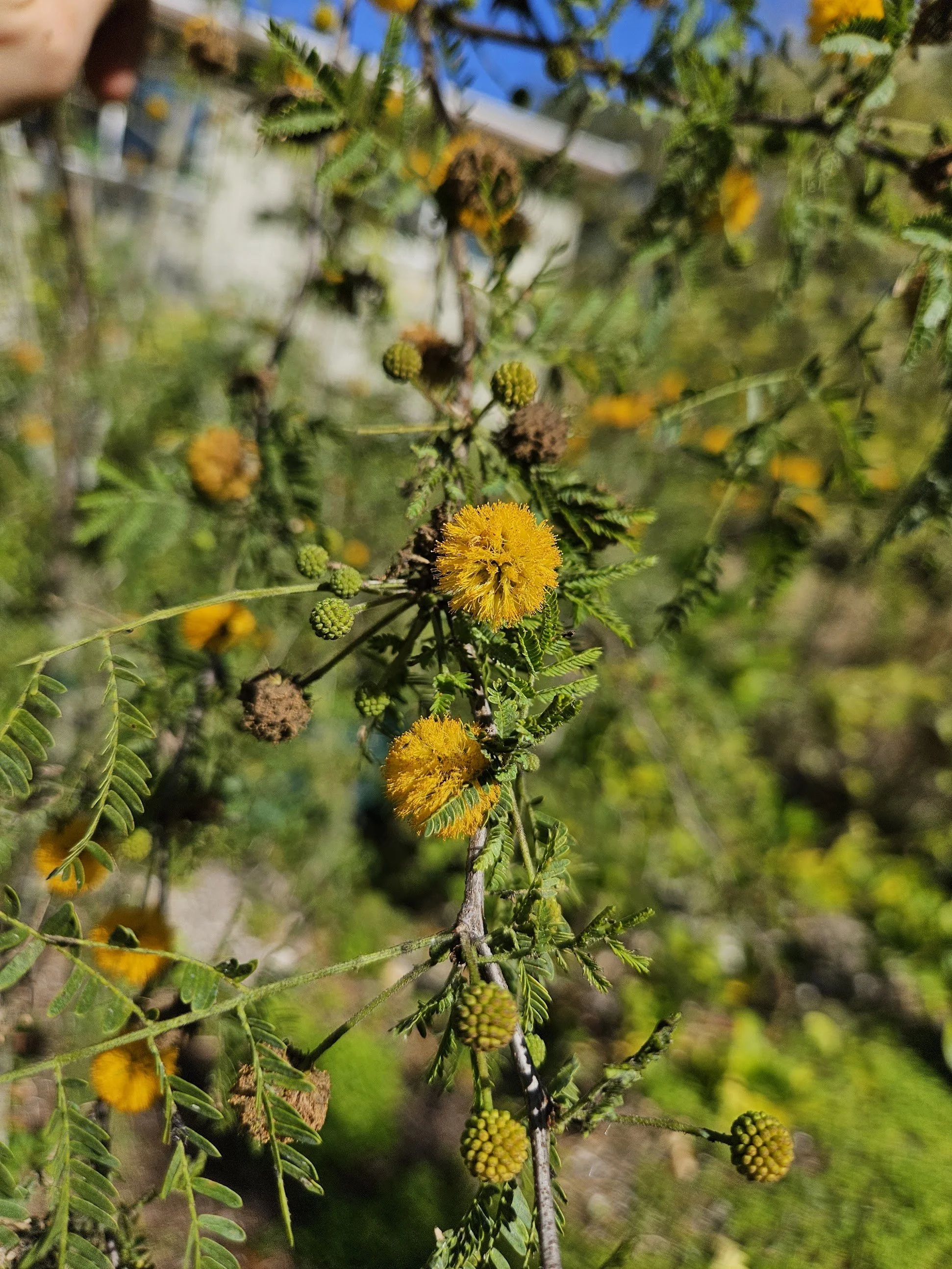 Native Plants Shop — Florida Native Plants Nursery & Landscaping