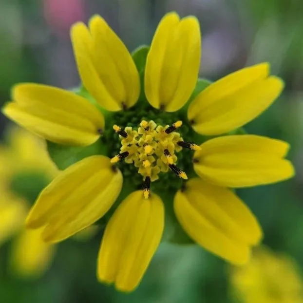 Native Plants Shop — Florida Native Plants Nursery & Landscaping