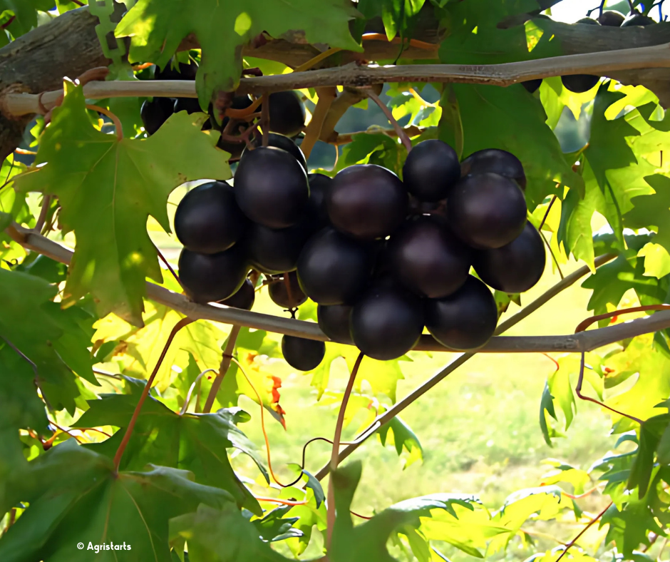 Frogfruit, Phyla nodiflora — Florida Native Plants Nursery & Landscaping