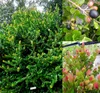Native Shrubs — Florida Native Plants Nursery & Landscaping