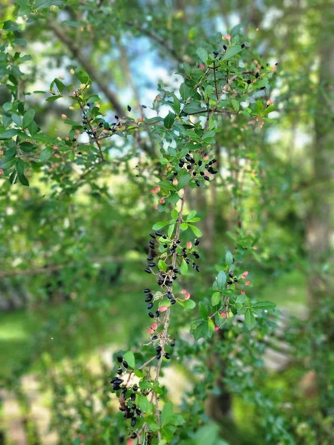 Jamaican Caper — Florida Native Plants Nursery & Landscaping