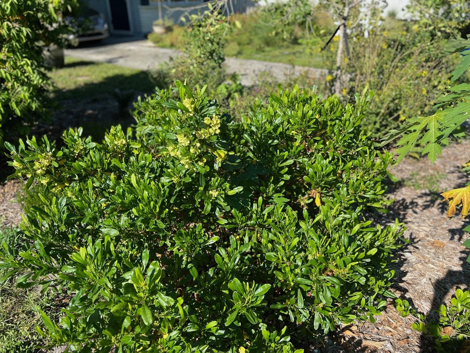 Green Buttonwood - Conocarpus erectus — Florida Native Plants Nursery ...