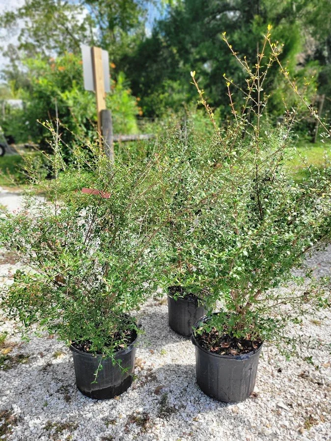 Dwarf Yaupon Holly, Ilex vomitoria 'Schillings Dwarf' — Florida Native ...