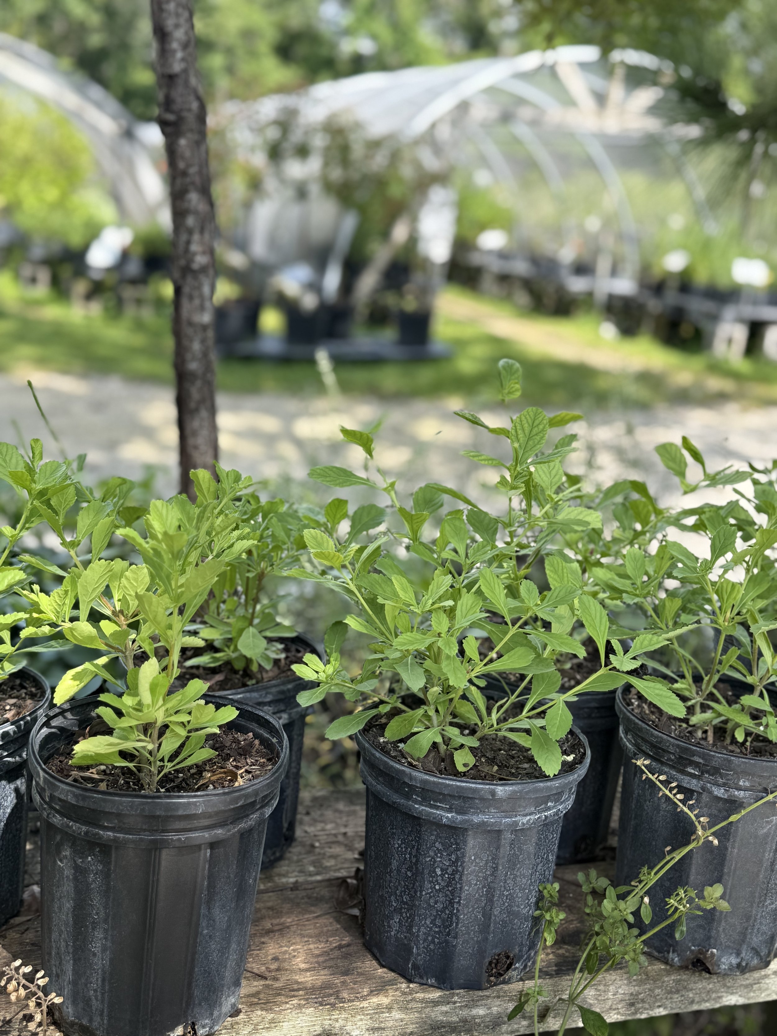 Sweet Almond- Aloysia virgata — Florida Native Plants Nursery & Landscaping