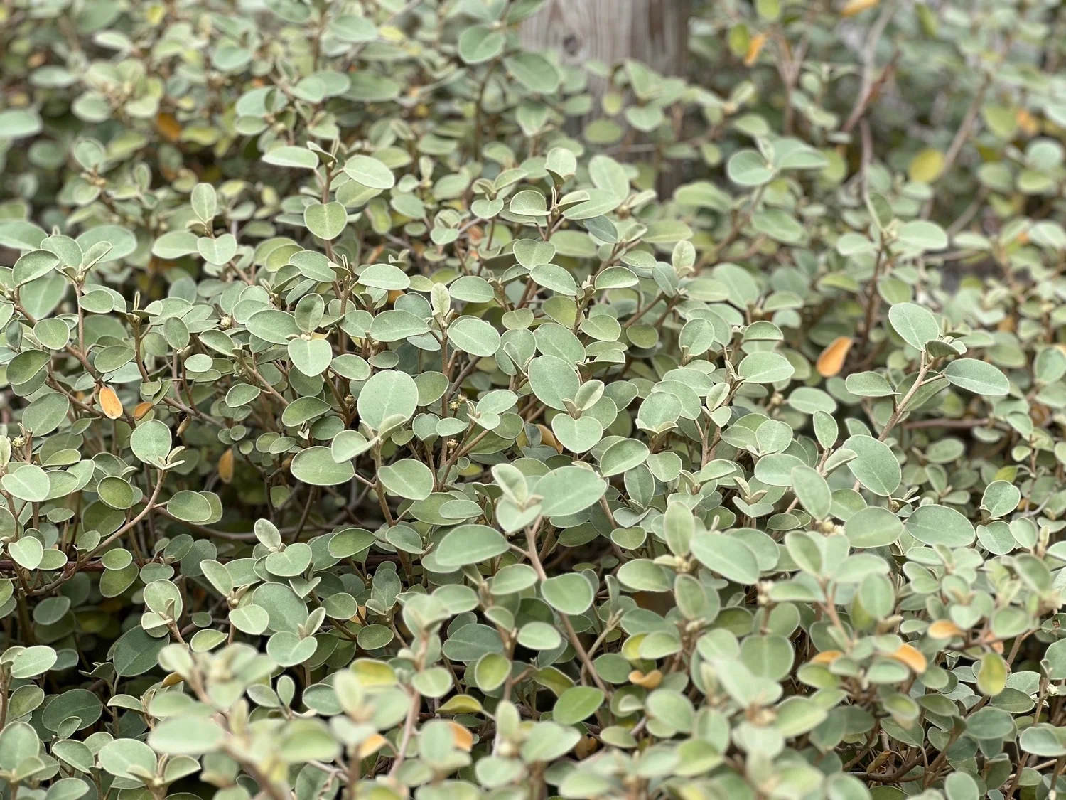 False Rosemary, Conradina canescens — Florida Native Plants Nursery ...