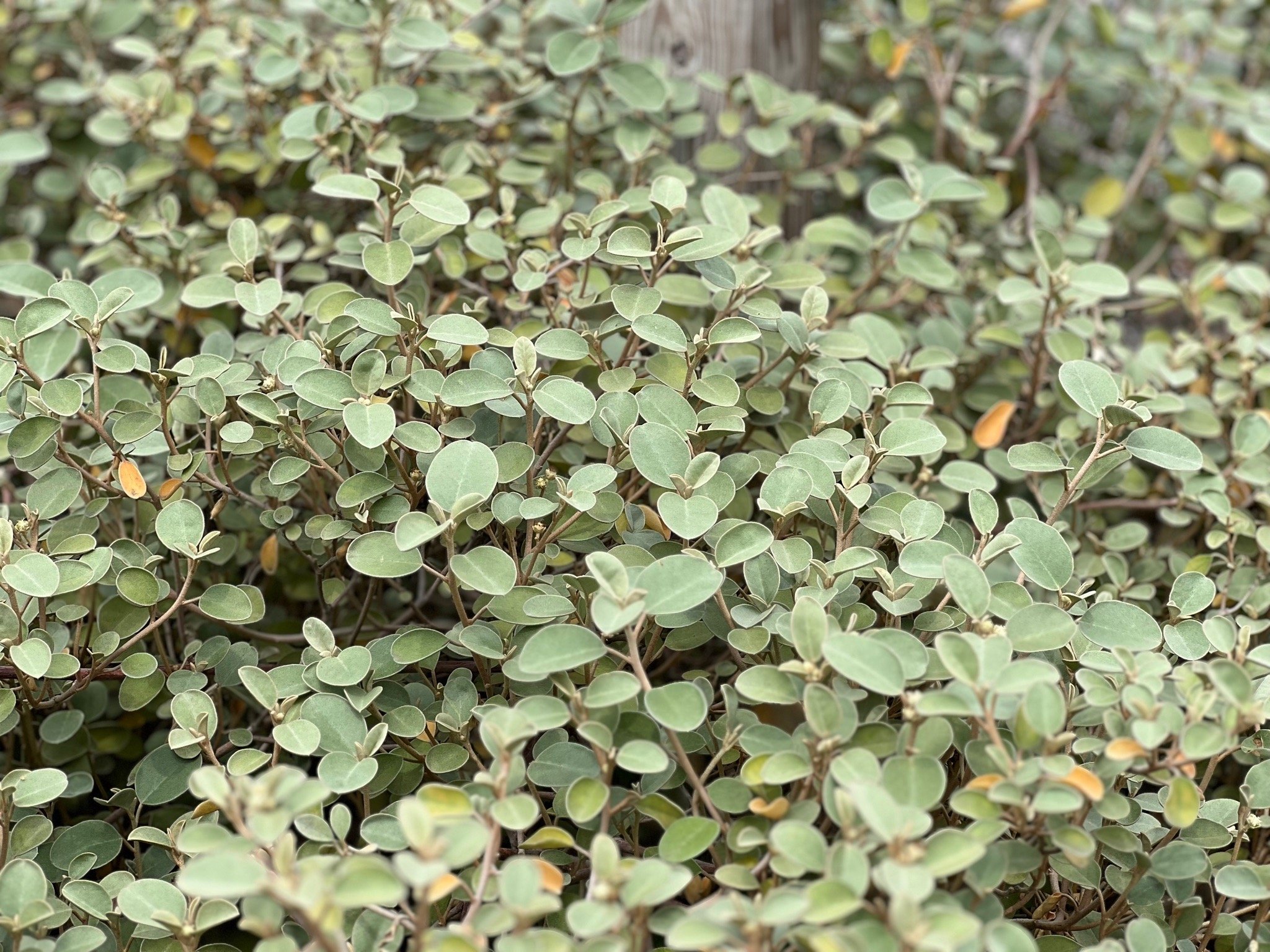 Calusa Firebush - Hamelia patens var. ‘Calusa’ — Florida Native Plants ...