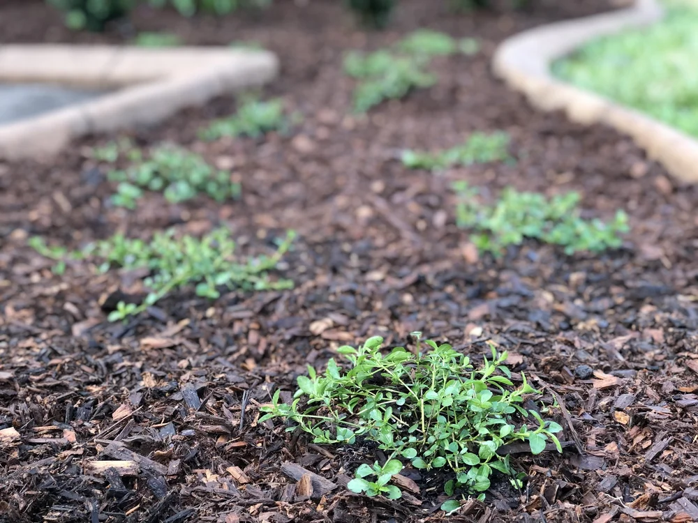 Prostrate Blue Porterweed — Florida Native Plants Nursery & Landscaping