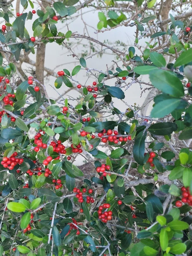 Silver Buttonwood Conocarpus erectus var. sericeus — Florida Native ...