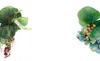 Florida Native Plant Guide for Planting, Establishing and Maintaining ...