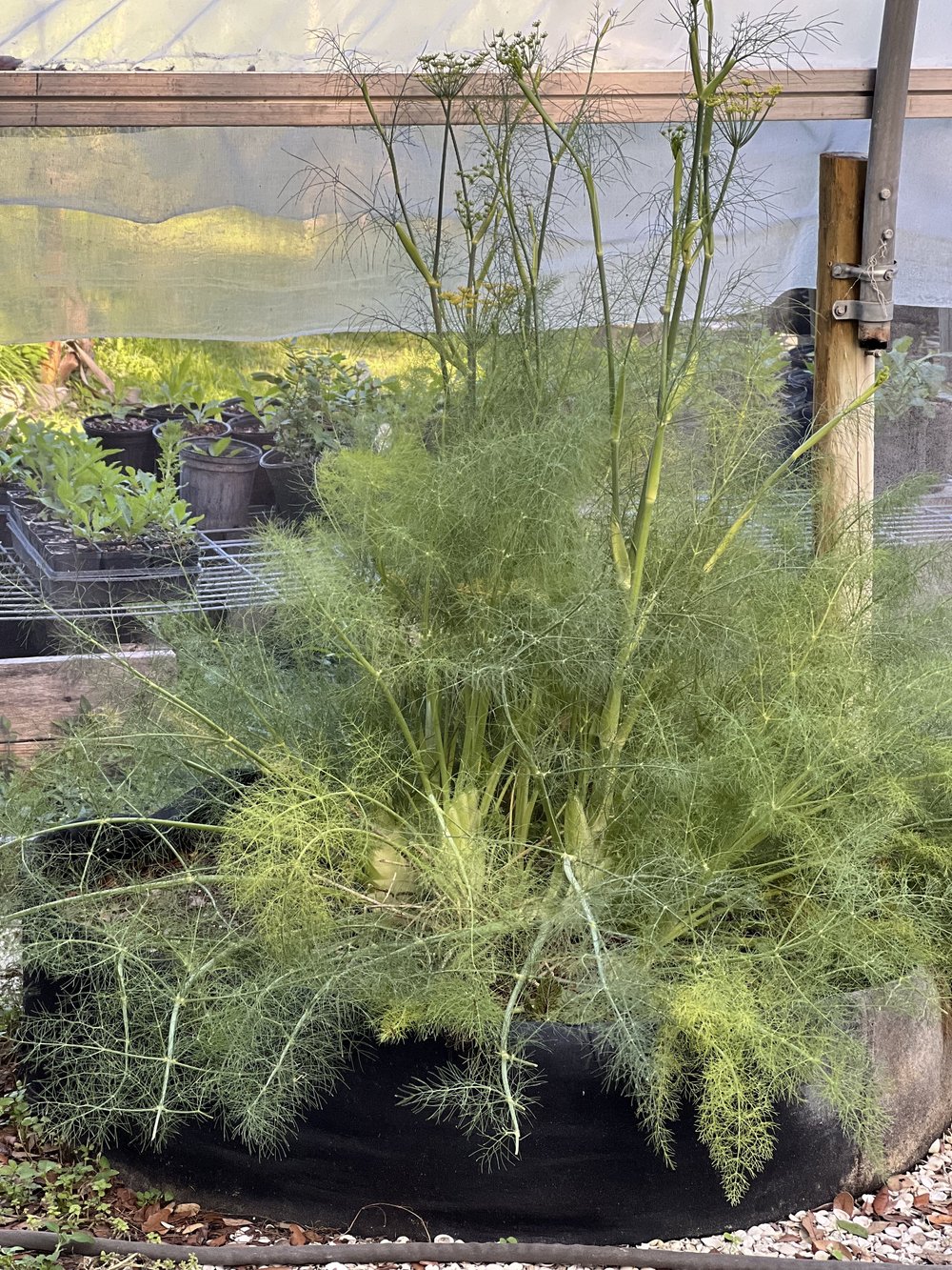 Prostrate Blue Porterweed — Florida Native Plants Nursery & Landscaping